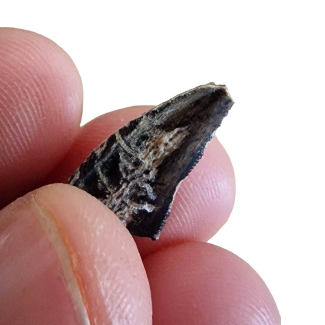 Tyrannosaurus-rex Tooth - Etsy