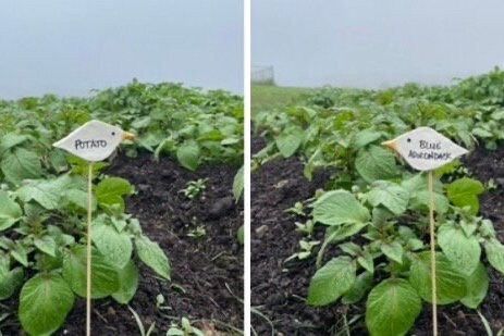 Ceramic Bird Markers, Handmade Clay Birds, Plant Identifier, Outdoor ...