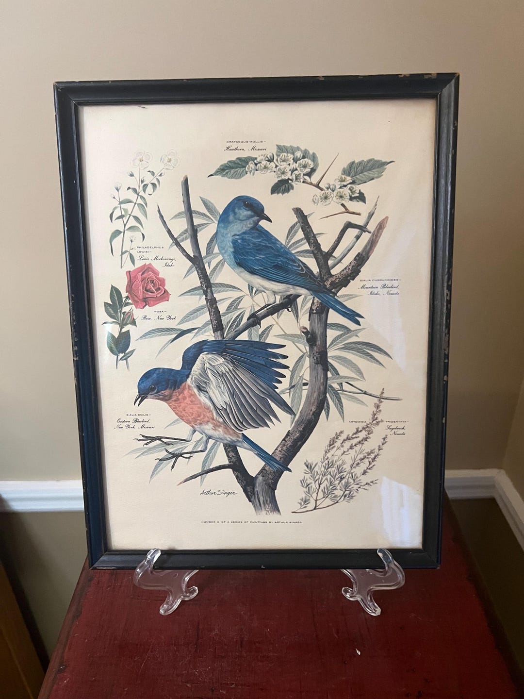Vintage Arthur Singer Bird/botanical Print Framed 9x12 - Etsy