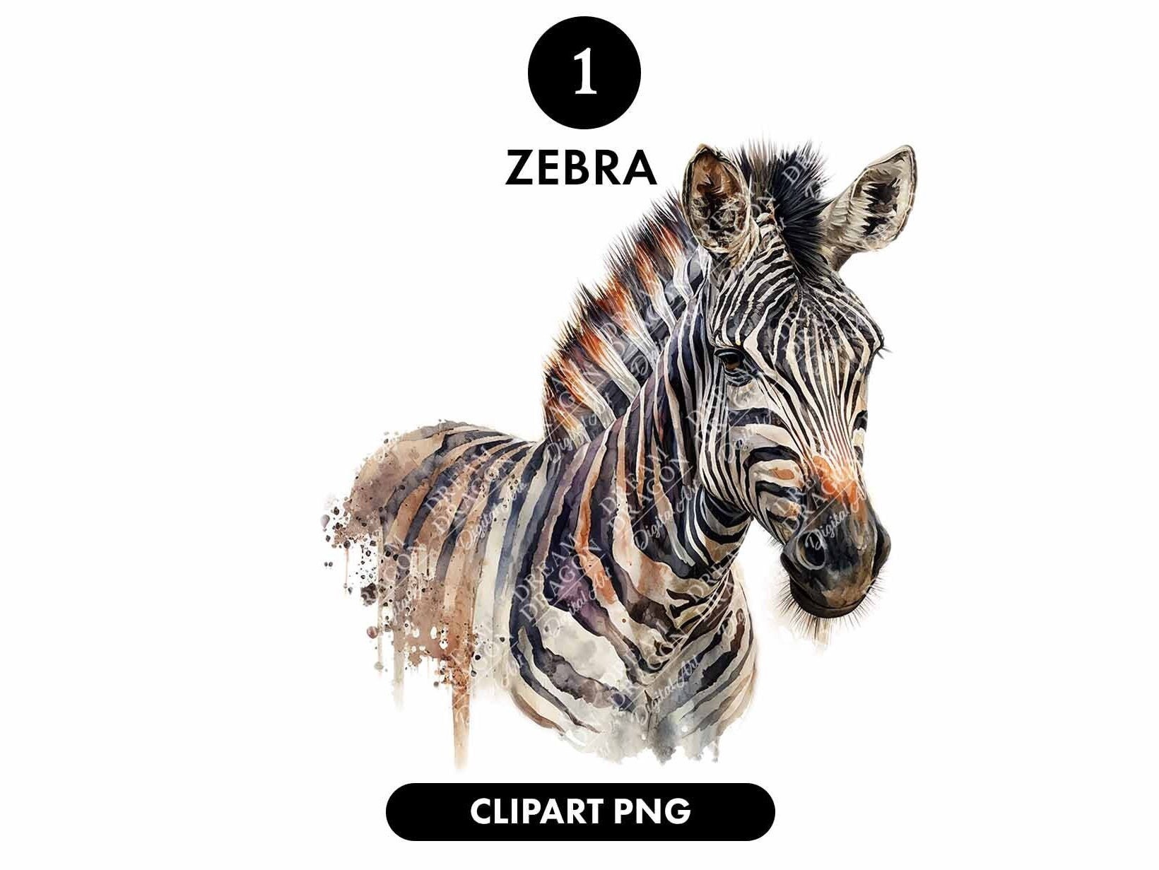Zebra Watercolor Clipart Png, Animal Clip Art Png, Digital Download ...