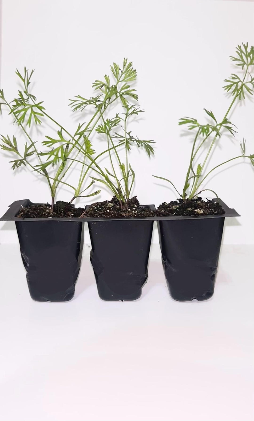 3 Carrot Seedlings/plugs – Sweet, Crisp, and Perfect for Home Gardens ...