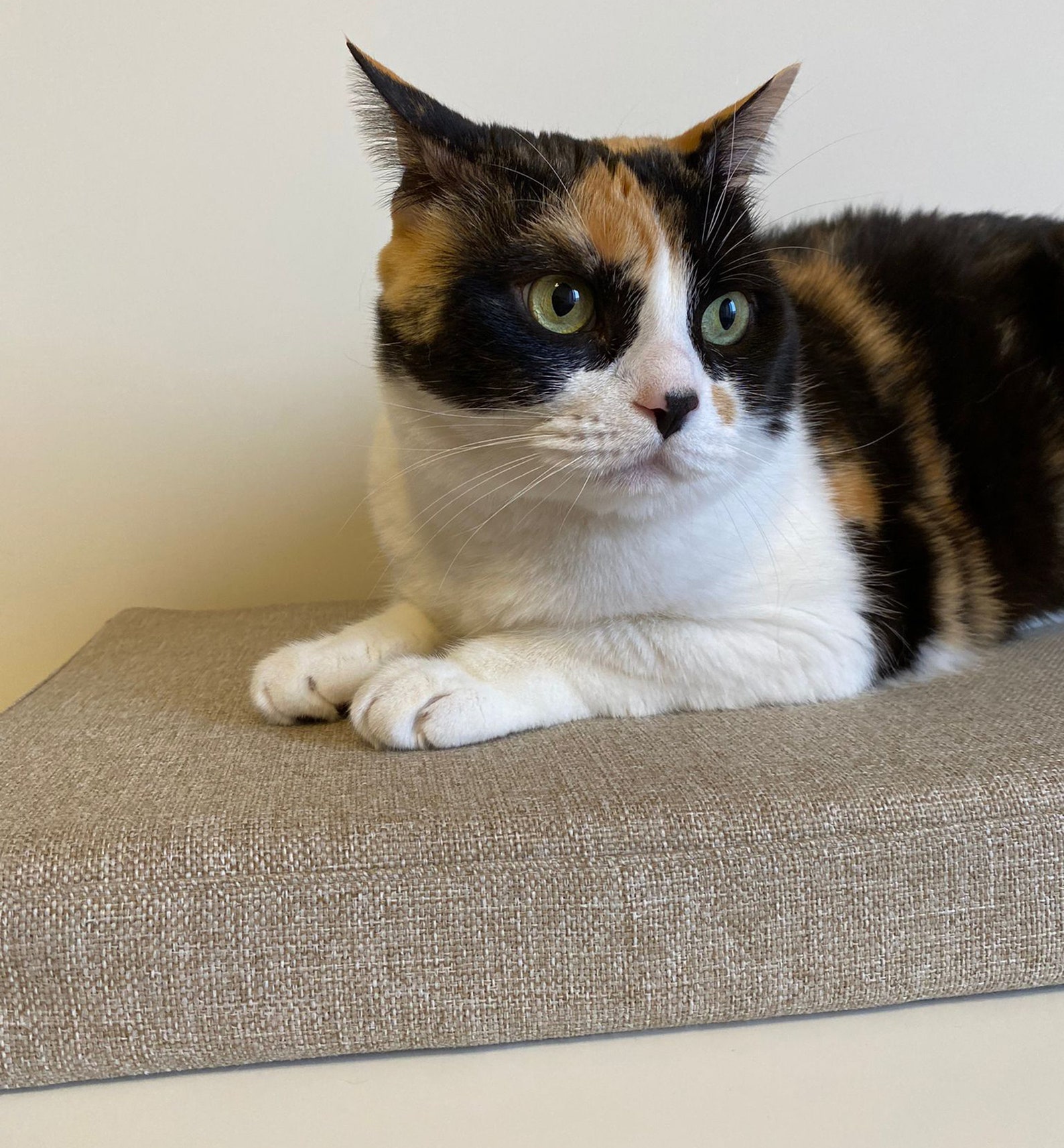 Customizable Cat Feeding Station With Wall Mounted Shelves and Metal ...