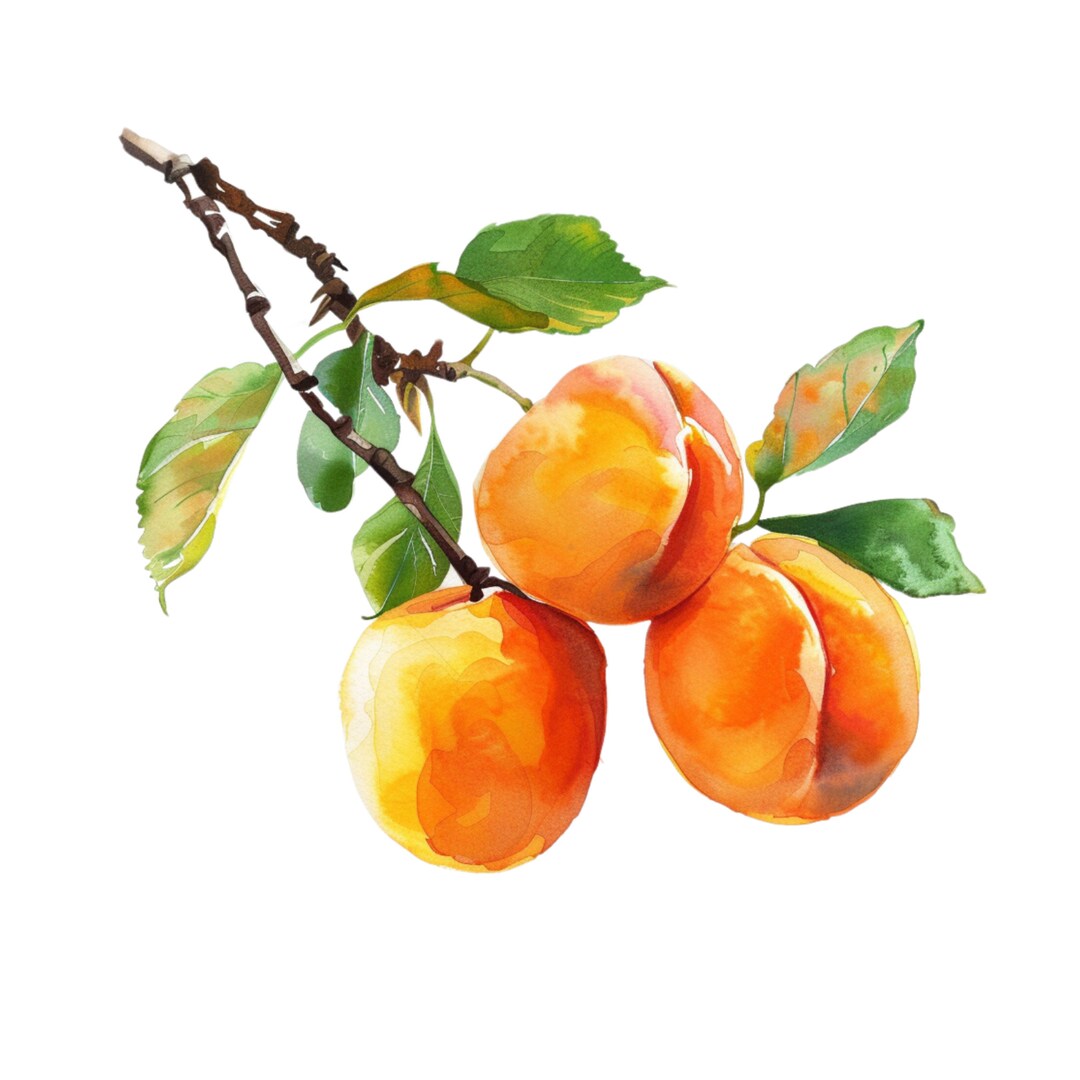 Apricot Watercolor Painting Printable Wall Art, Apricot Clipart ...