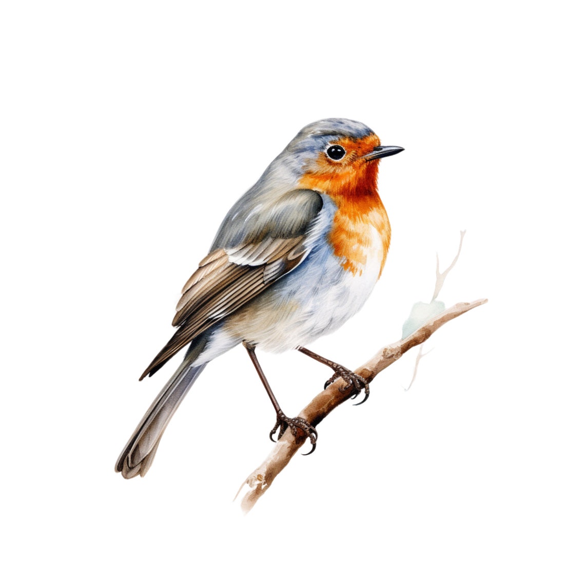 Watercolor Robin, 4 Digital Clipart Bundle , Printable Art, Pdf ...