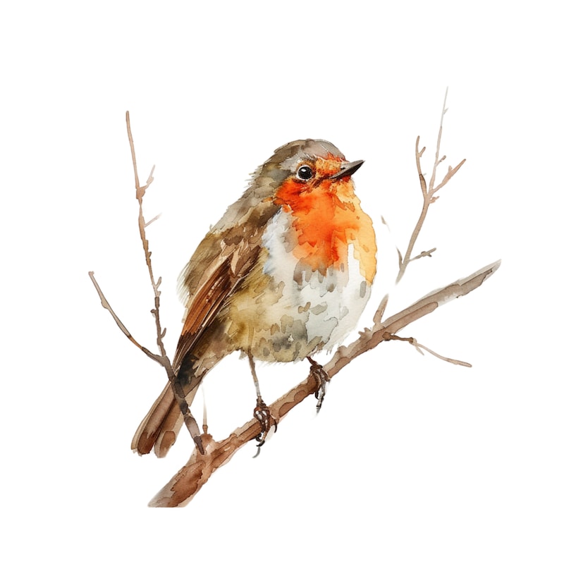 Robin Watercolor - Etsy