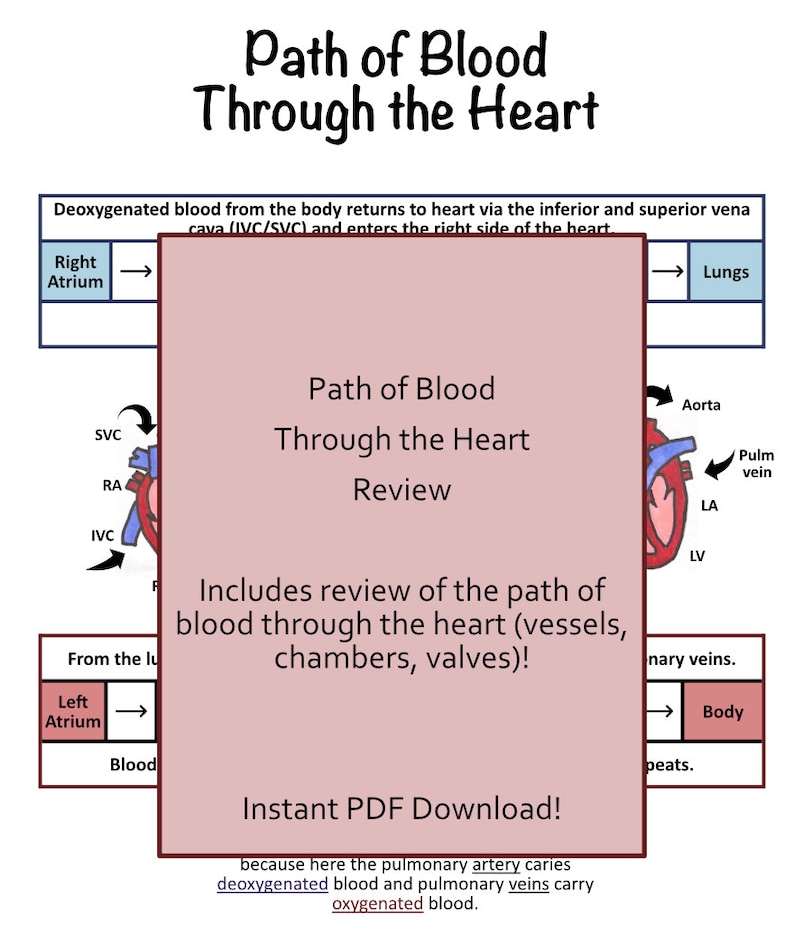Complete Cardiology Nursing Study Bundle - Etsy