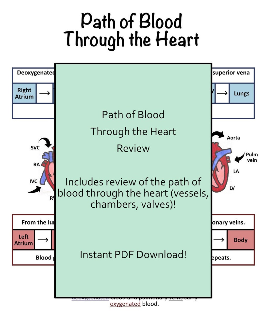 Path of Blood Through the Heart Review - Etsy