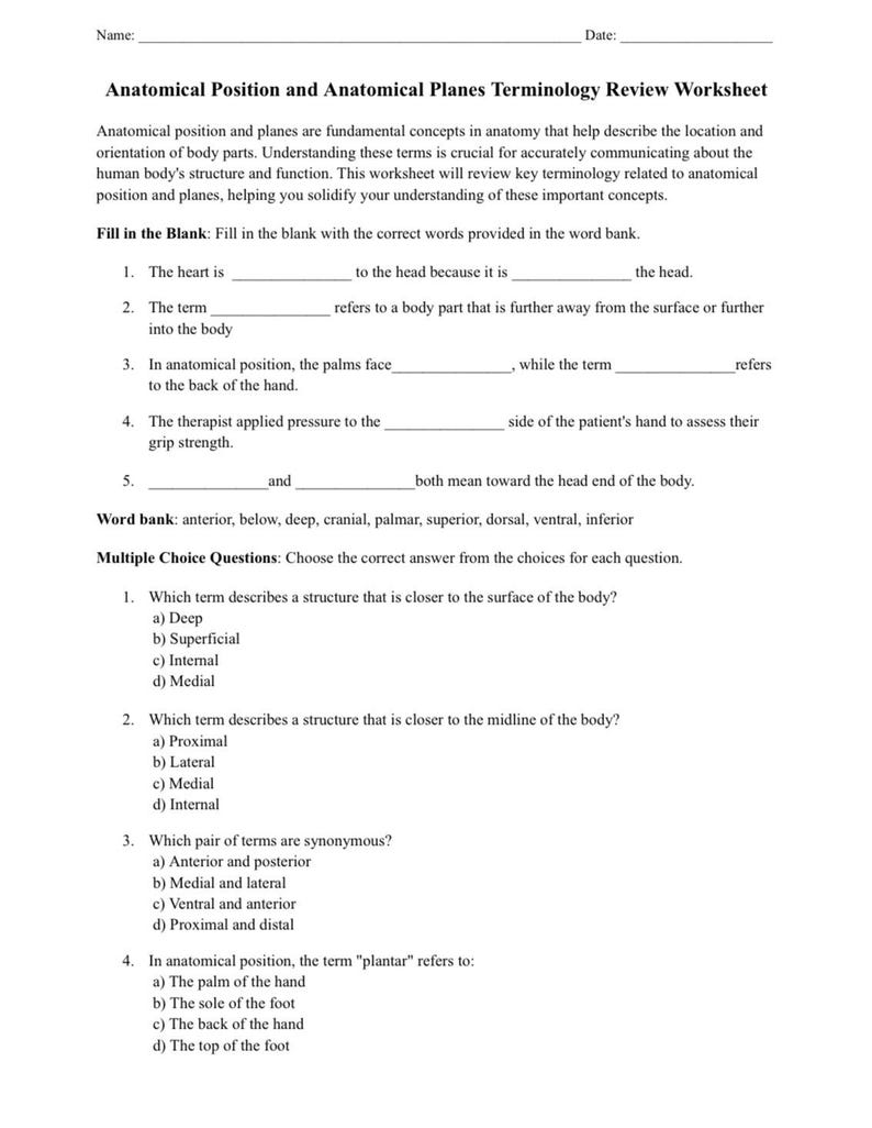 Anatomical Position and Anatomical Planes Terminology Review Worksheet ...