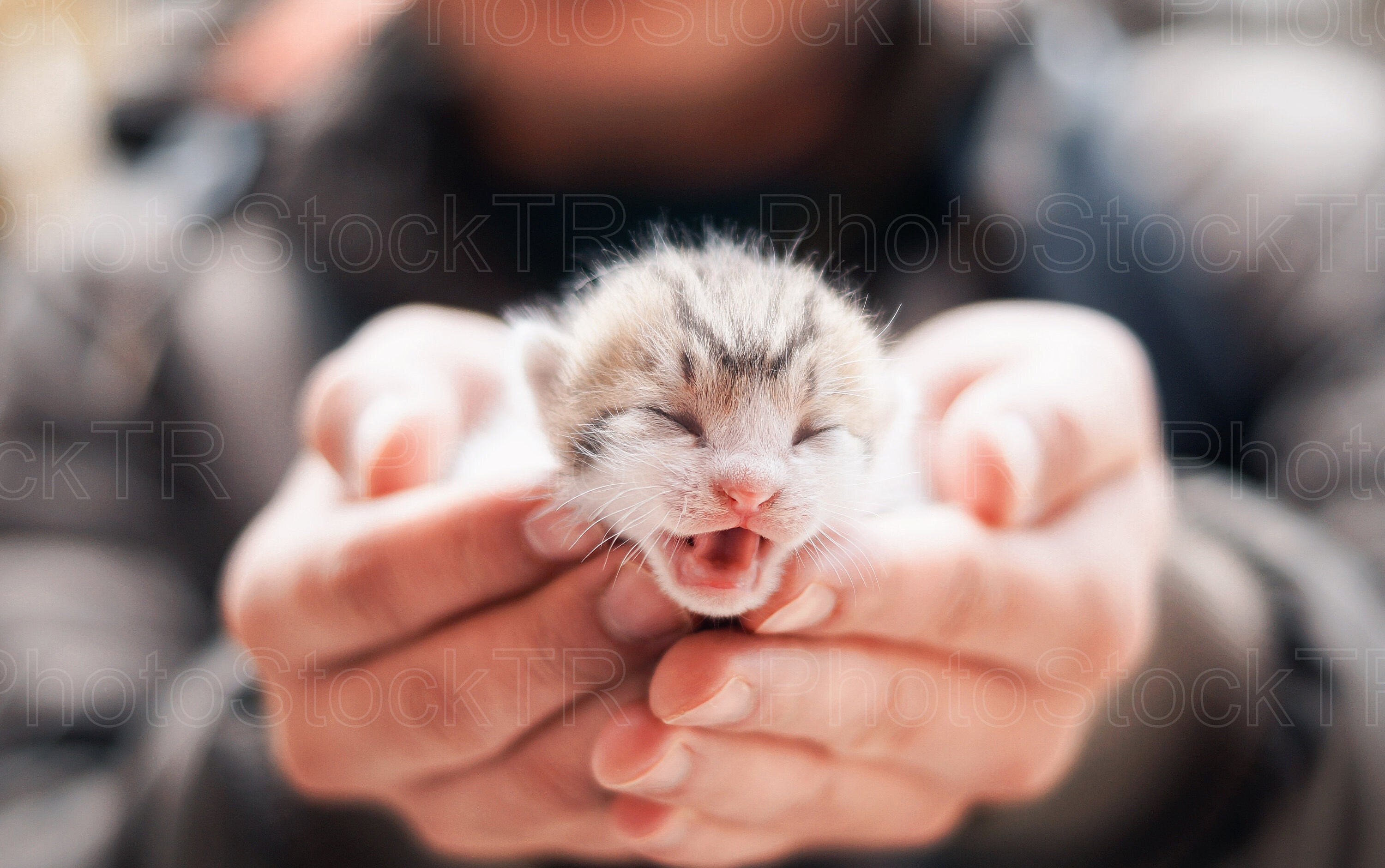 Pictures Of Cute Baby Kittens