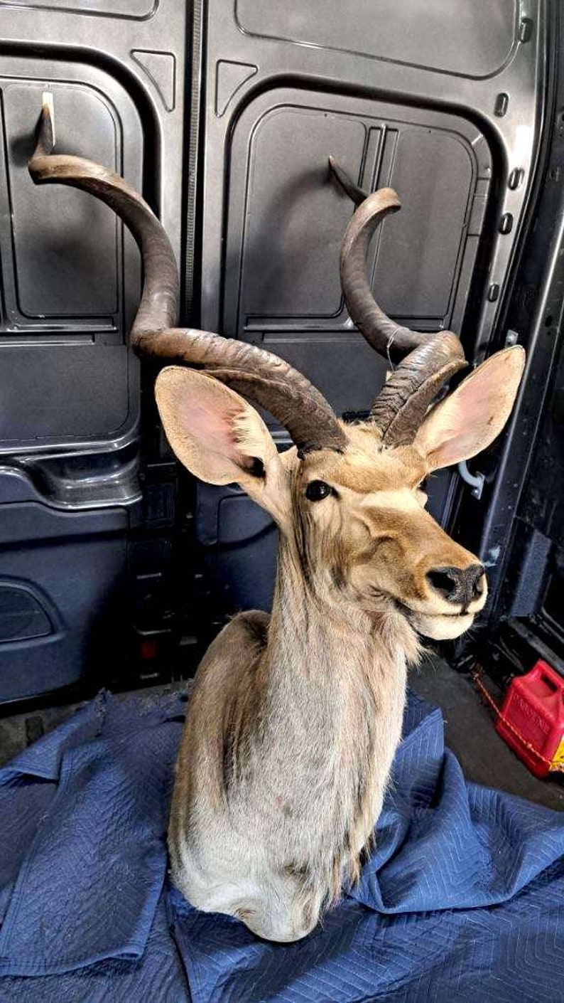 African Greater Kudu Shoulder Mount Taxidermy - Etsy