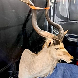 African Greater Kudu Shoulder Mount Taxidermy - Etsy