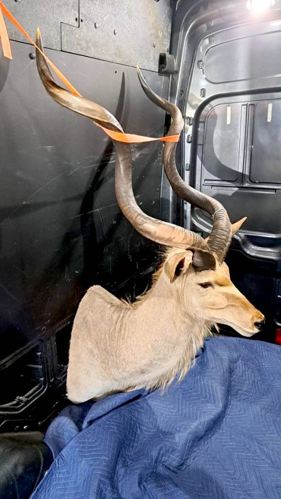 African Greater Kudu Shoulder Mount Taxidermy - Etsy
