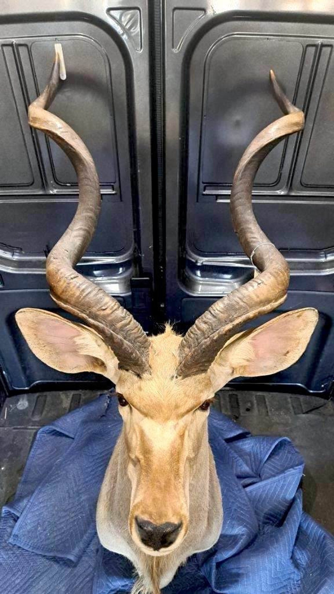 African Greater Kudu Shoulder Mount Taxidermy - Etsy