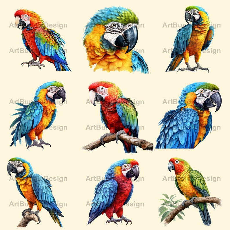Parrot Clipart Set Transparent PNG Files Instant Download - Etsy