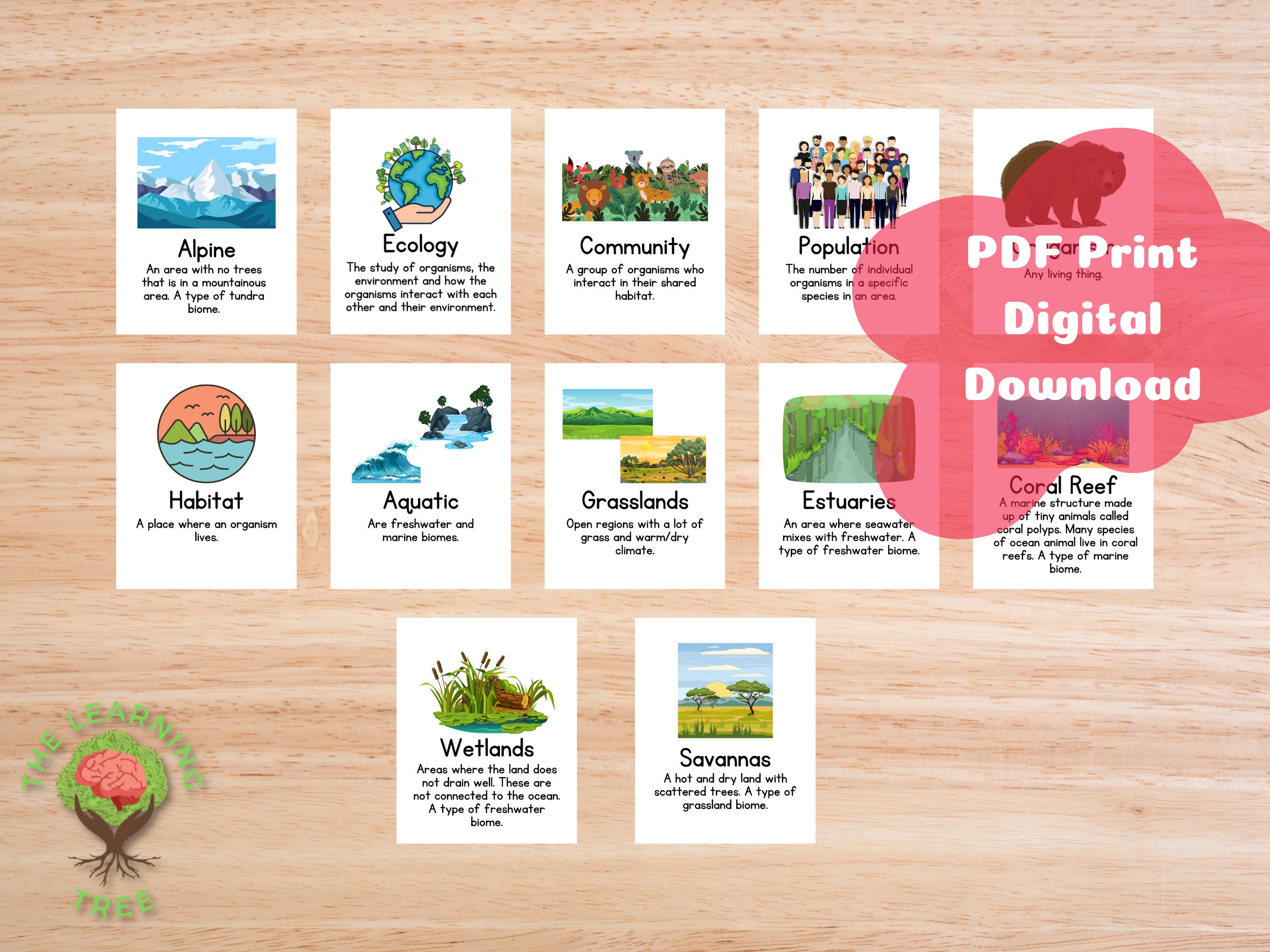 25 Ecology Flashcards | Digital Download Educational Flashcards - Etsy