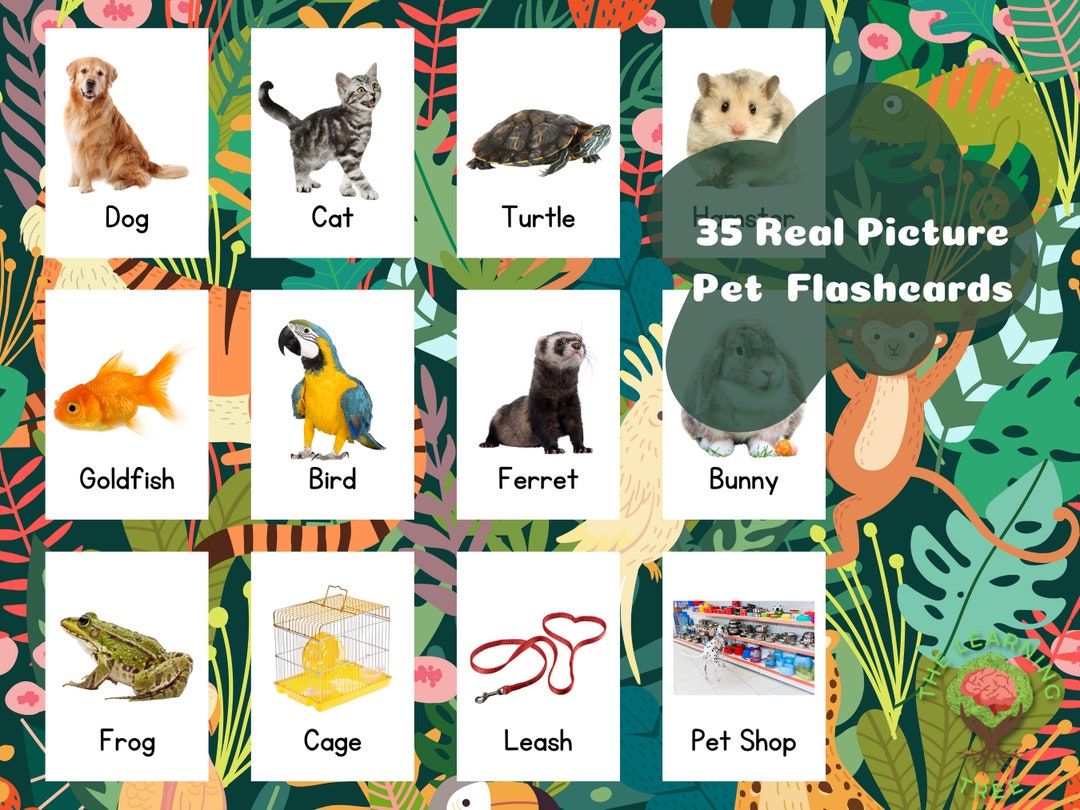 35 Real Picture Pet Flashcards | Digital Download Educational ...