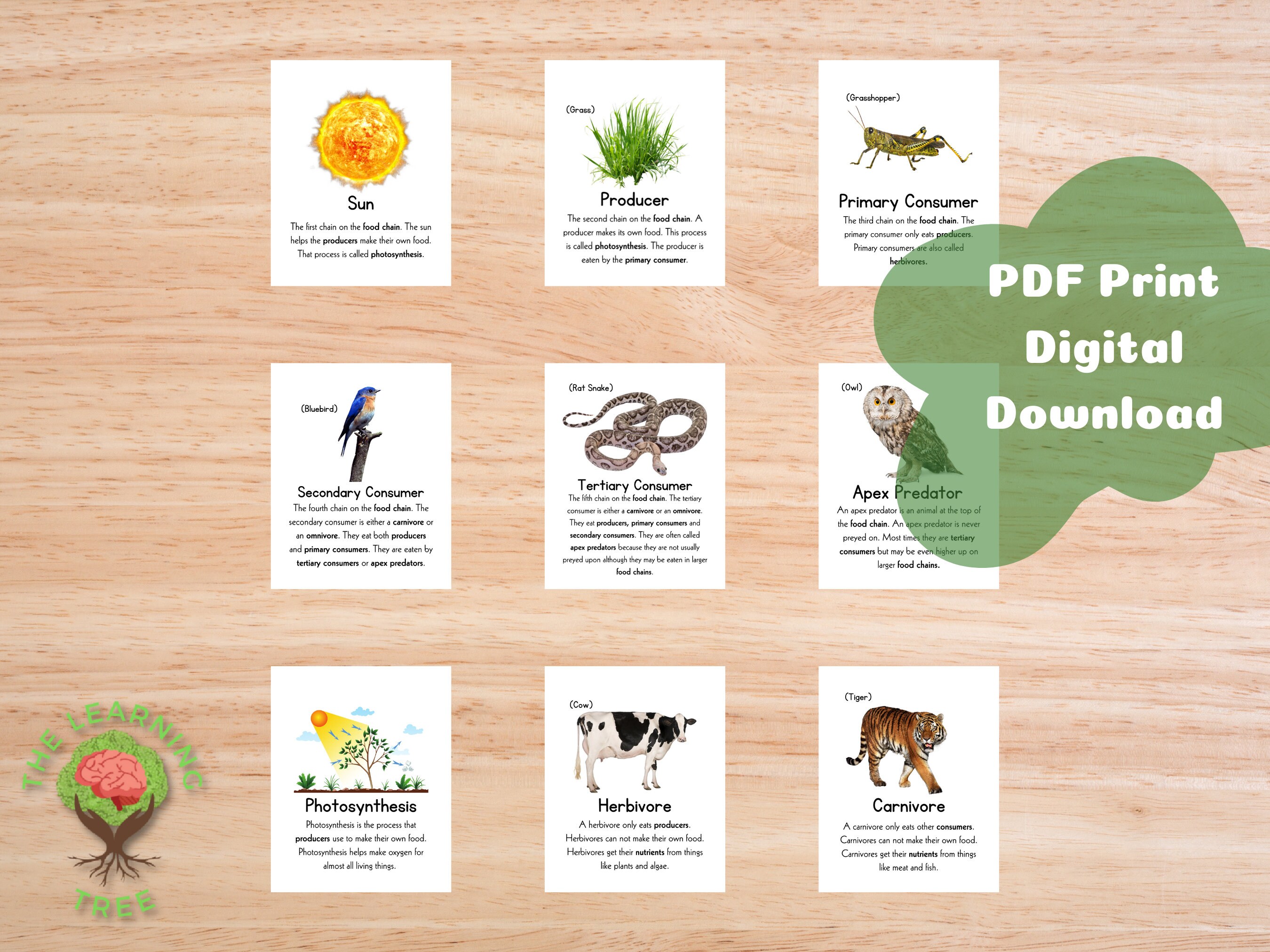 18 Food Chain Flashcards | Digital Download Educational Flashcards - Etsy