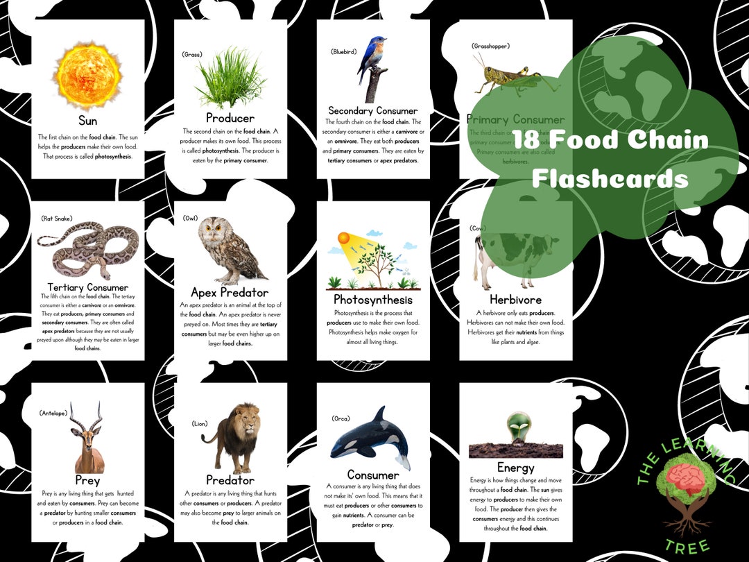18 Food Chain Flashcards | Digital Download Educational Flashcards - Etsy