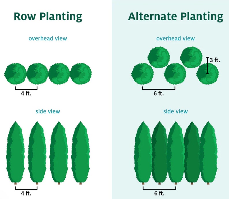 Thuja Green Giant (1-3 Feet) - Privacy Screen, Windbreak, Shade Tree ...
