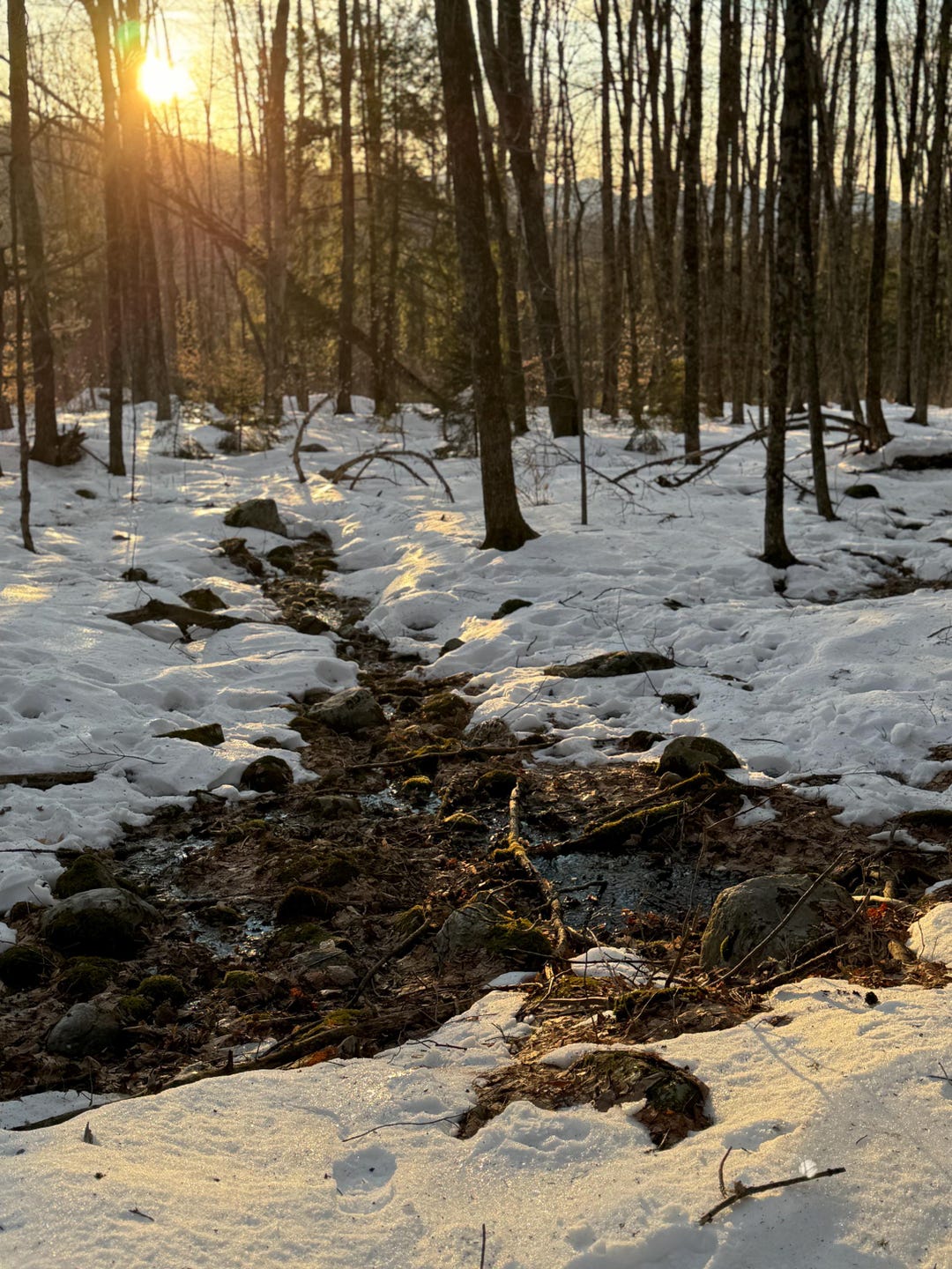 Jar of Fresh Clean Mountain Spring Water From Vermont - Sunset Forest ...