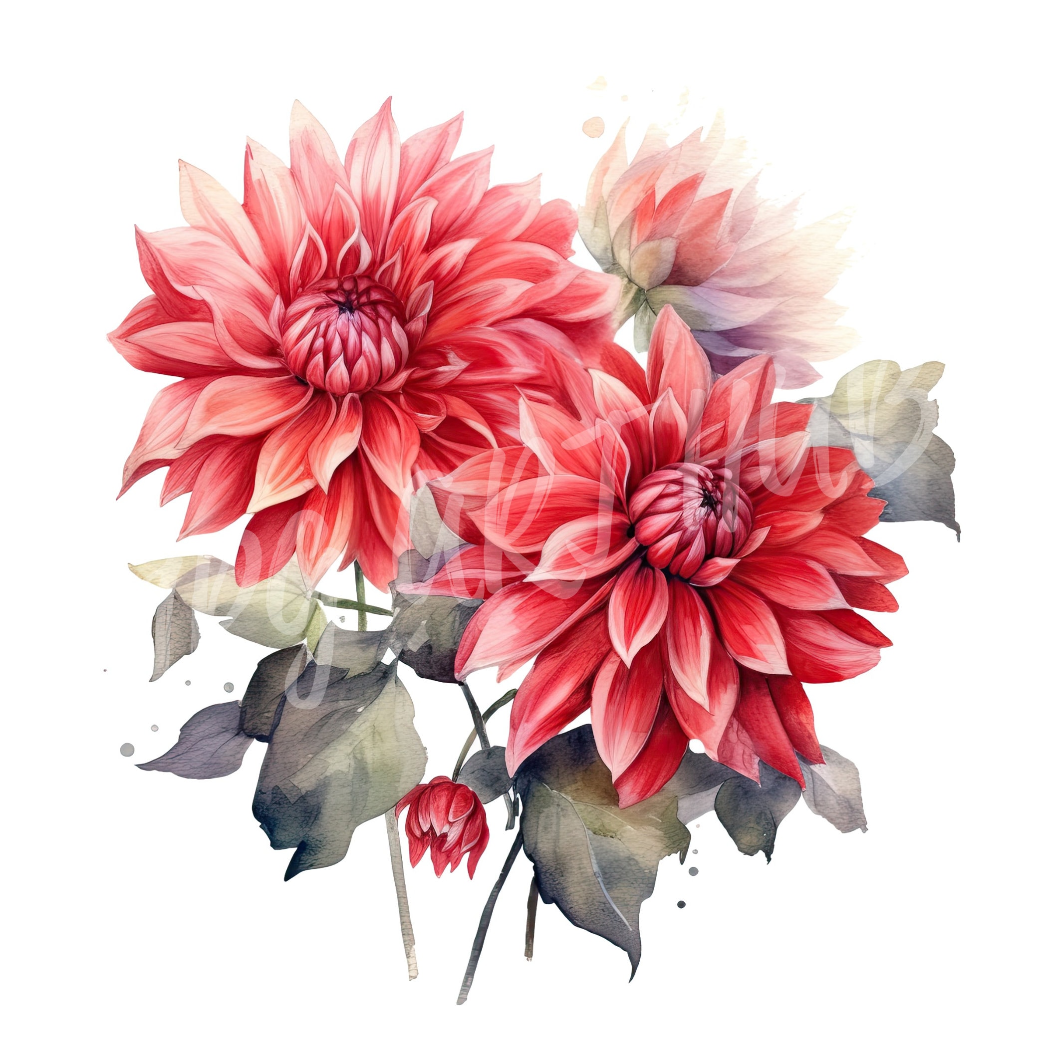 Watercolor Dahlia Flowers Clipart, Dahlia Clipart, Watercolor Flower ...