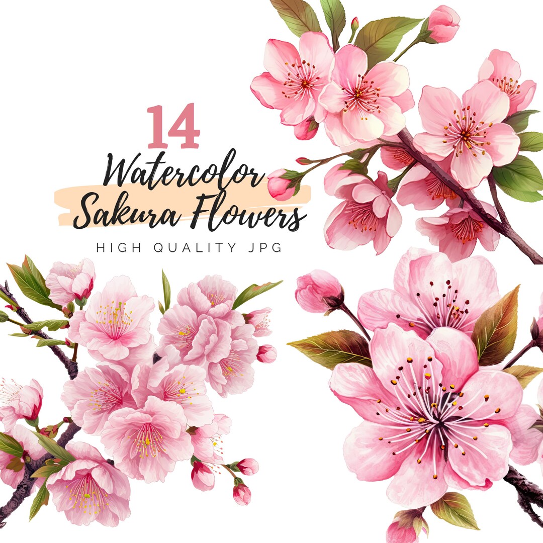 Watercolor Sakura Flowers Clipart, High Quality JPG, Card Making ...