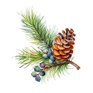 Watercolor Christmas Pine Cones Clipart, High Quality JPG, Digital ...