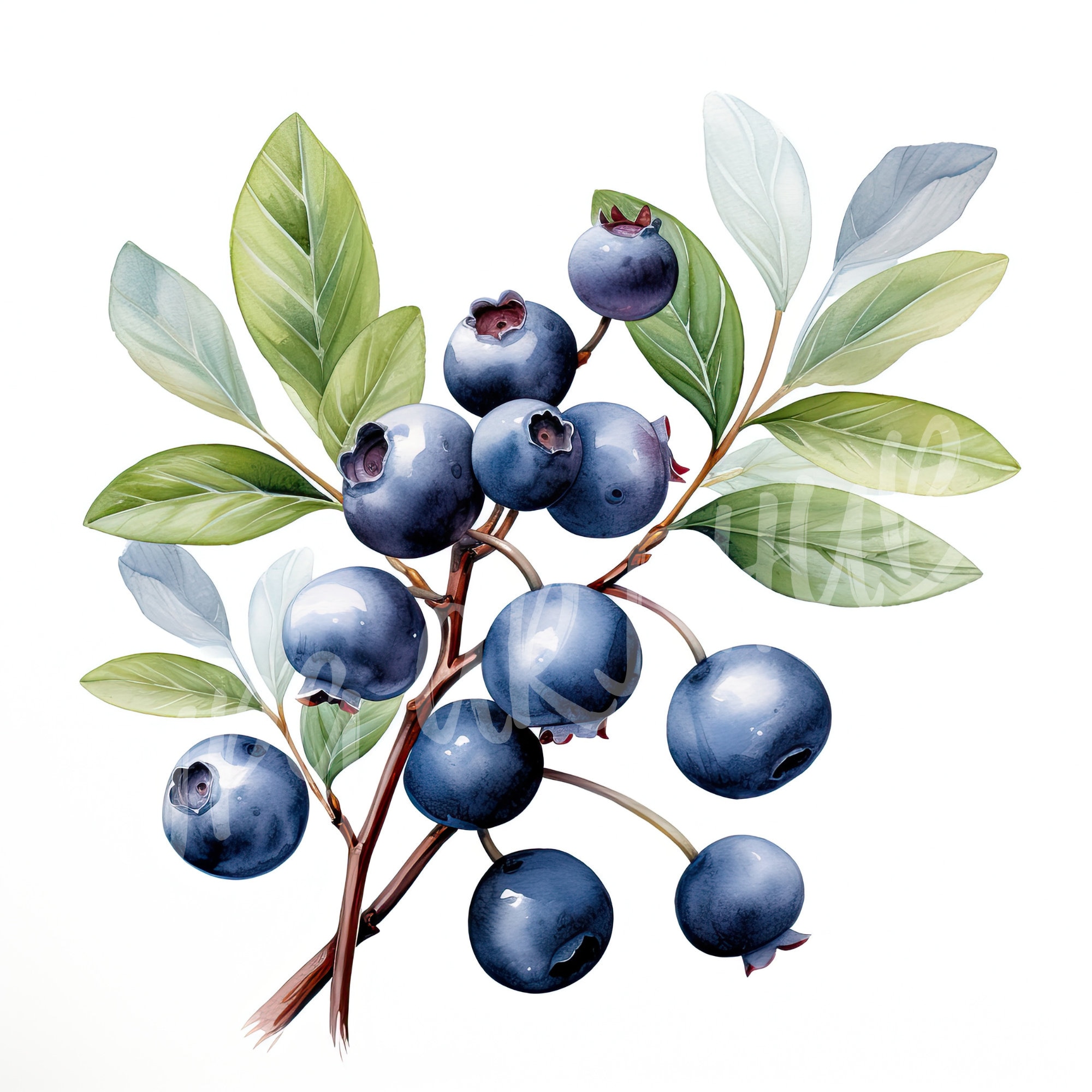 Watercolor Berries Clipart Super Pack Strawberry Clipart - Etsy