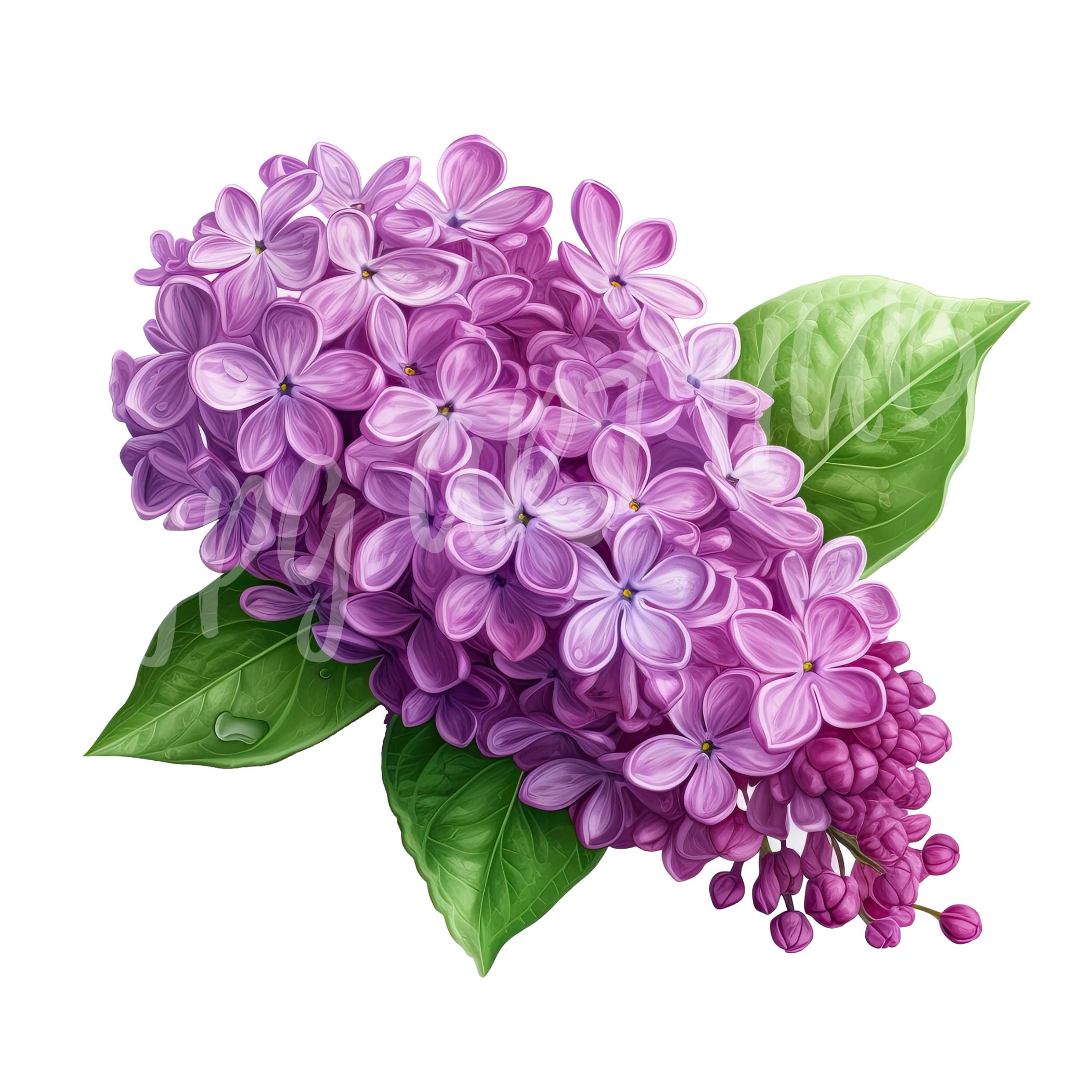Watercolor Lilac Clipart Bundle - Purple Lilac - High Quality JPG ...