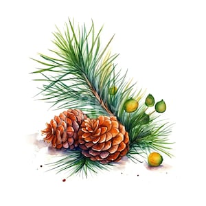 Watercolor Christmas Pine Cones Clipart, High Quality JPG, Digital ...