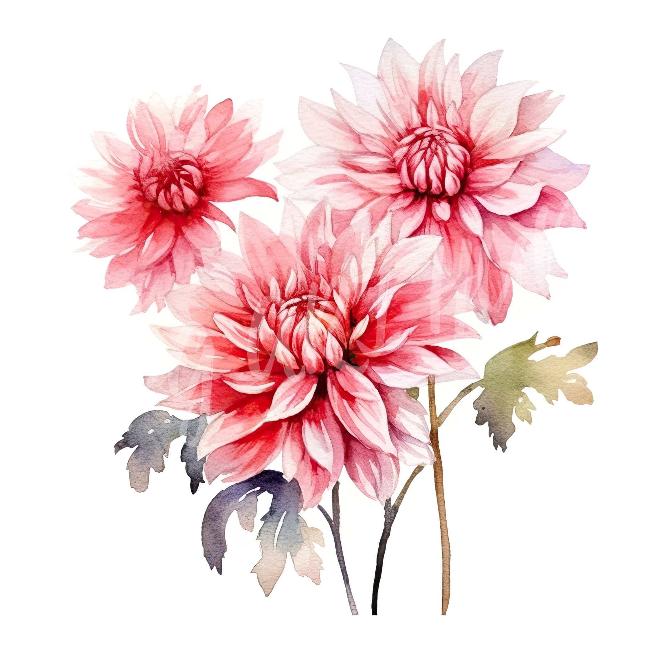 Watercolor Dahlia Flowers Clipart, Dahlia Clipart, Watercolor Flower ...