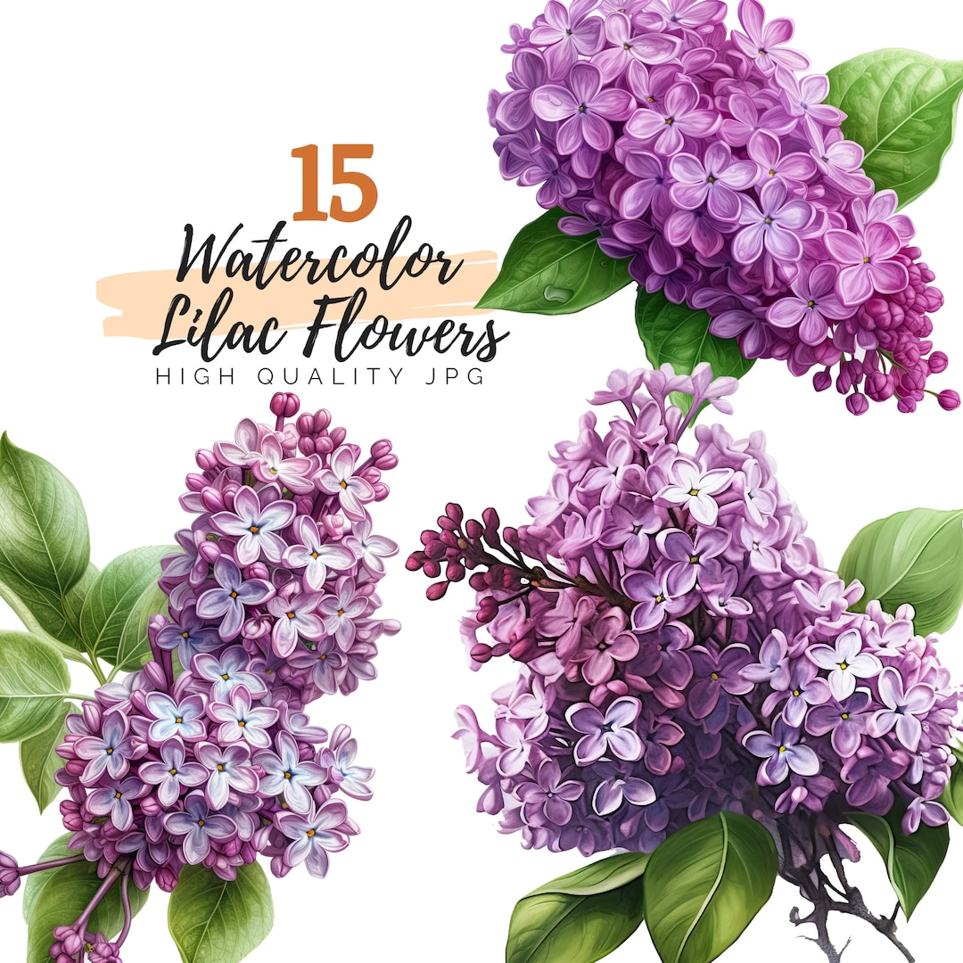 Watercolor Lilac Clipart Bundle - Purple Lilac - High Quality JPG ...