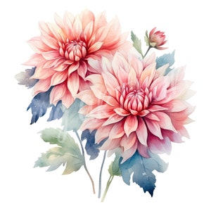 Watercolor Dahlia Flowers Clipart, Dahlia Clipart, Watercolor Flower ...