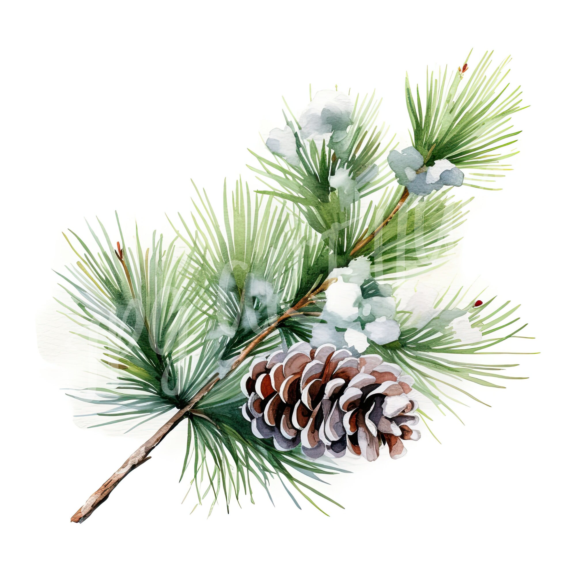 Watercolor Christmas Pine Cones Clipart, High Quality JPG, Digital ...