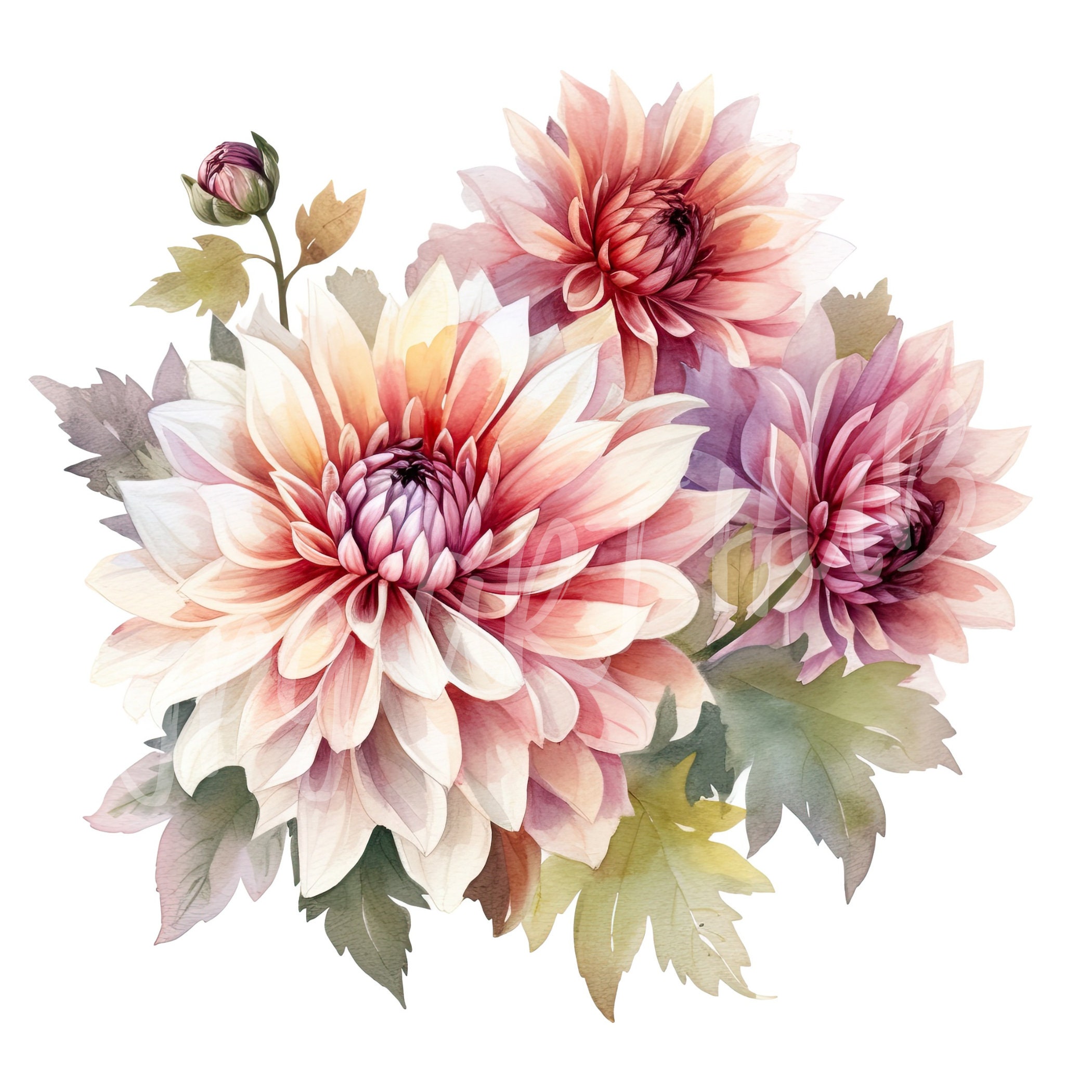 Watercolor Dahlia Flowers Clipart, Dahlia Clipart, Watercolor Flower ...