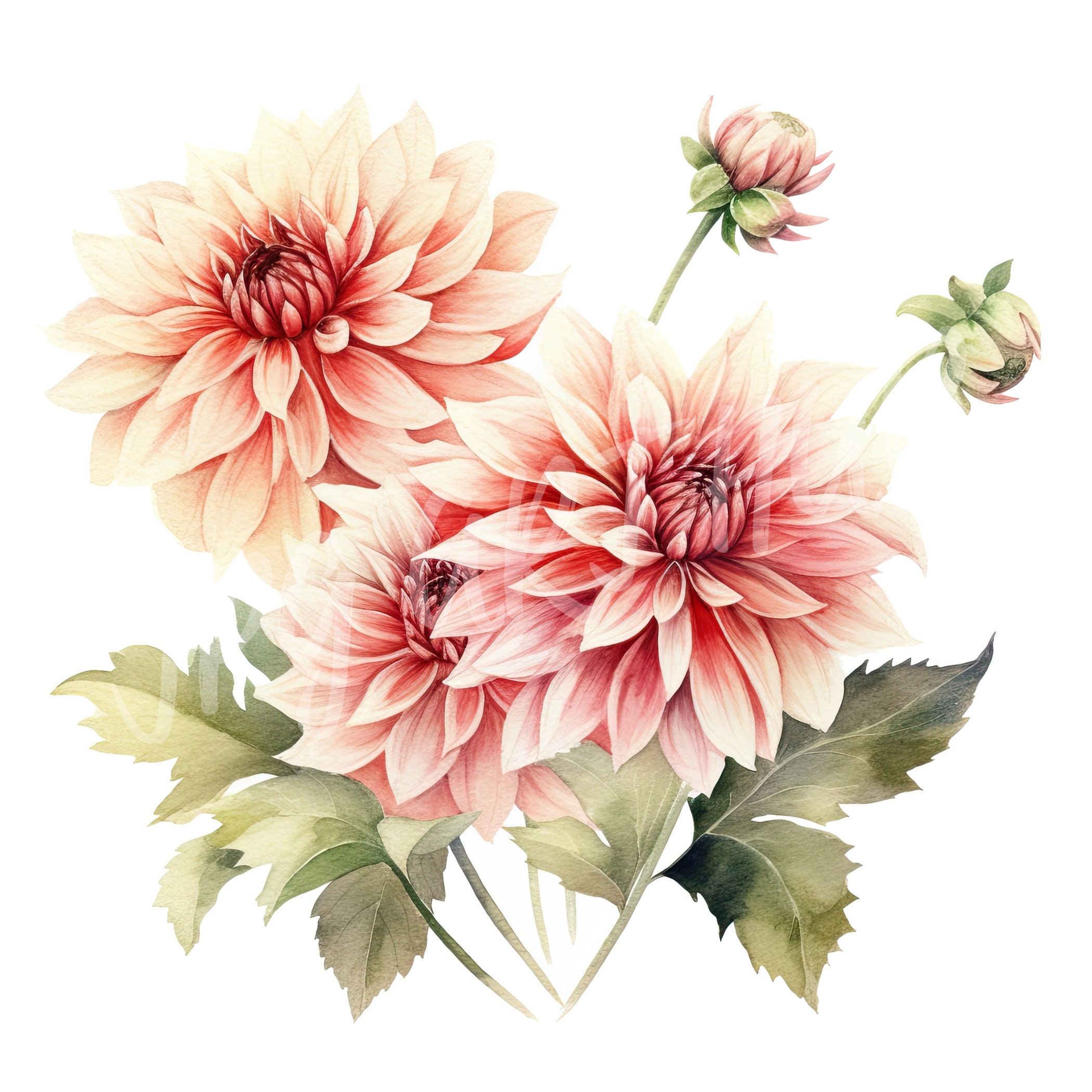 Watercolor Dahlia Flowers Clipart Dahlia Clipart Watercolor - Etsy