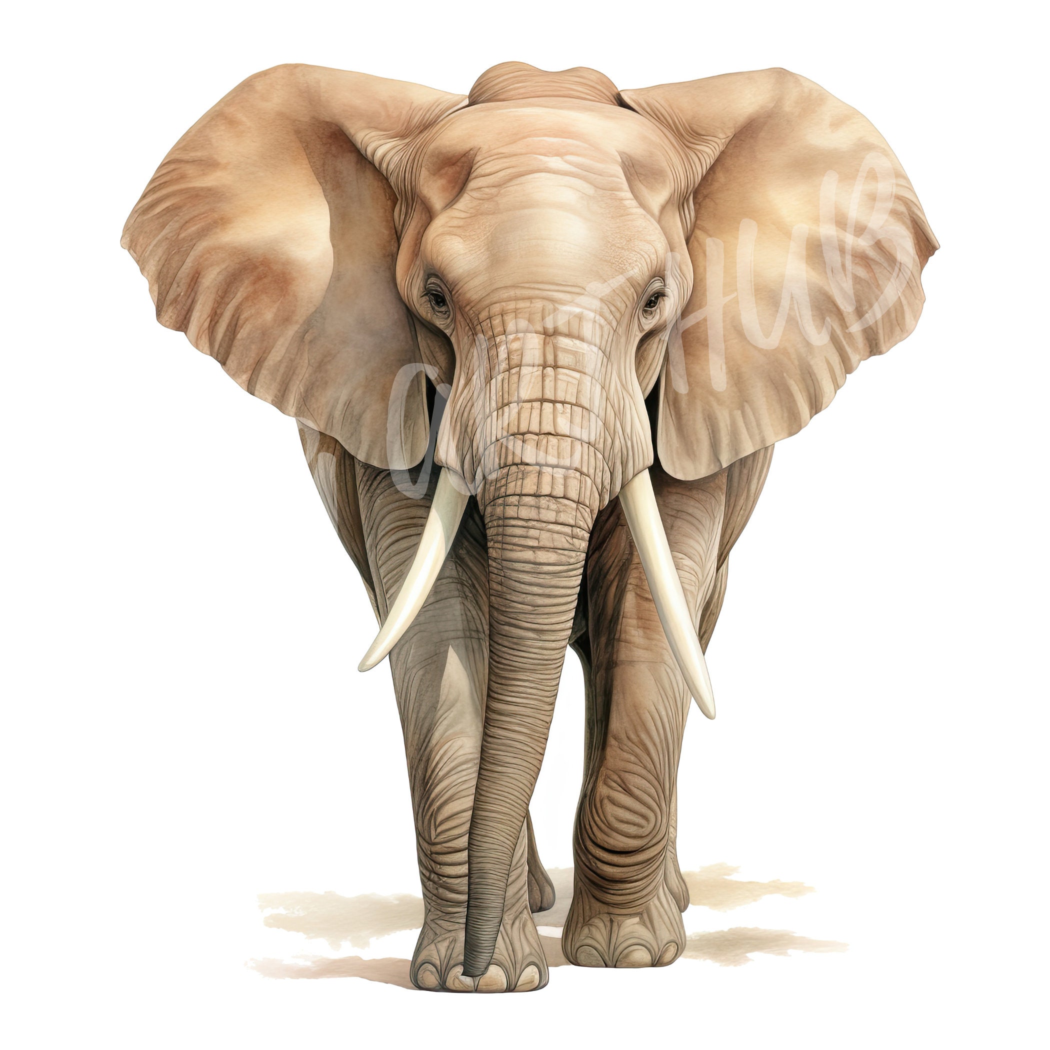 Watercolor Elephants Clipart Bundle, Wild Animal Clipart, High Quality ...