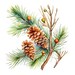 Watercolor Christmas Pine Cones Clipart, High Quality JPG, Digital ...