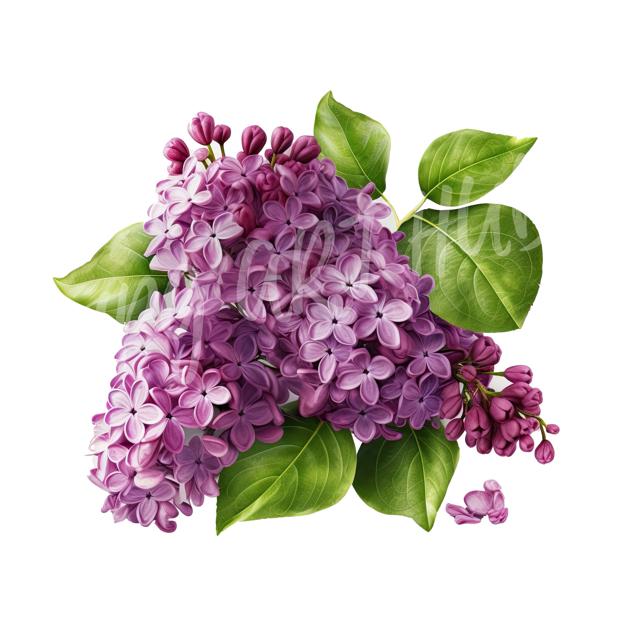 Watercolor Lilac Clipart Bundle - Purple Lilac - High Quality JPG ...