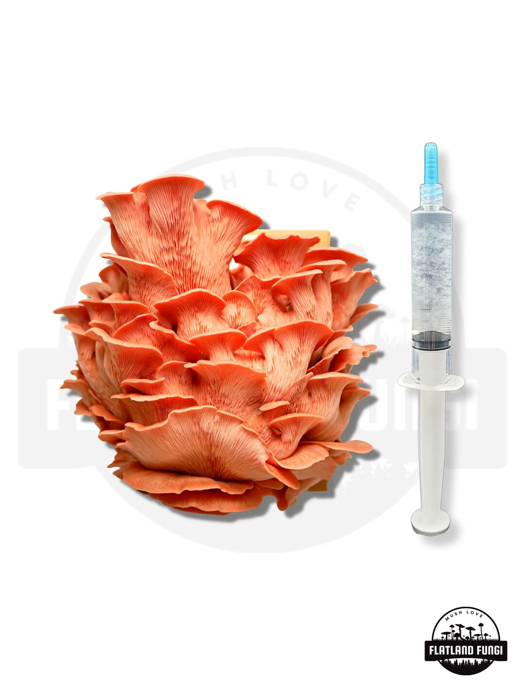 12 Ml - Pink Oyster Mushroom Liquid Culture Syringe | Live Mycelium ...