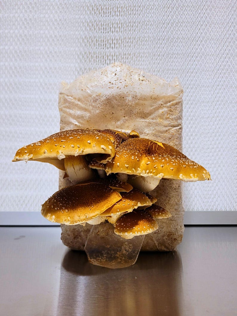 1 LB Mycelium Colonized Mushroom Spawn Bag | Choose Lion's Mane, Blue ...
