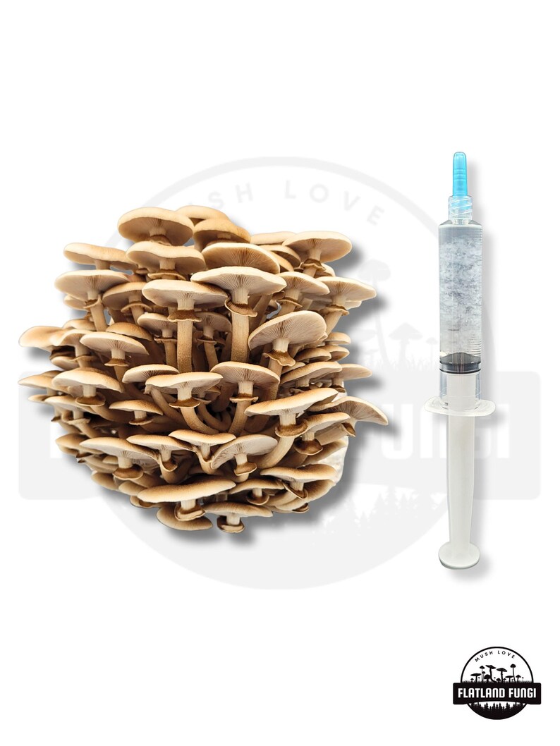 10 Ml - Pioppino Mushroom Liquid Culture Syringe | Live Mycelium | Grow ...