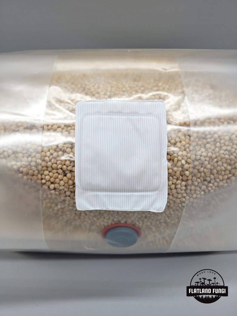 Pre-sterilized | Millet Mushroom Grain Spawn | Injection Port | Grow ...