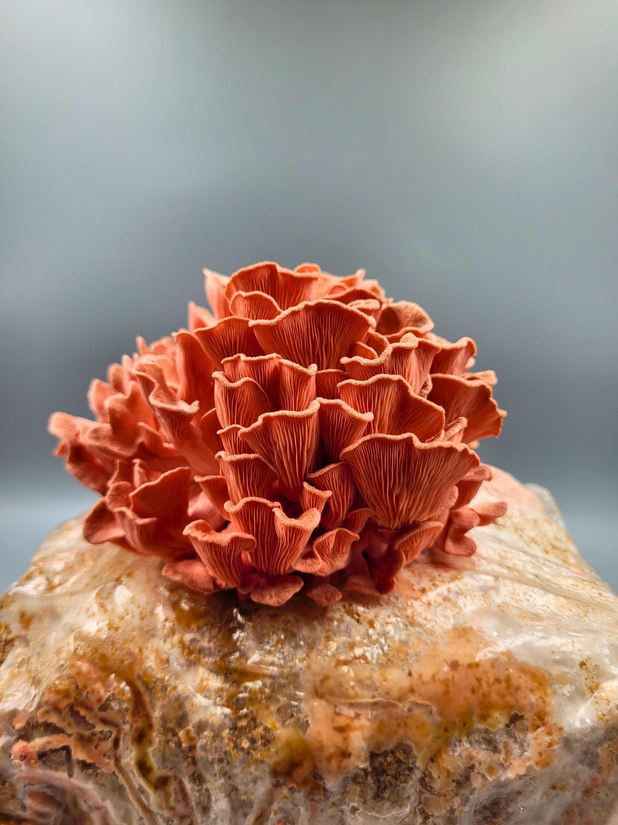 1 LB Mycelium Colonized Mushroom Spawn Bag | Choose Lion's Mane, Blue ...