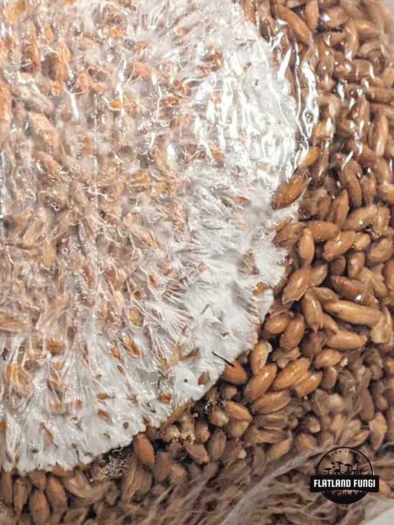 1 LB Mycelium Colonized Mushroom Spawn Bag | Choose Lion's Mane, Blue ...