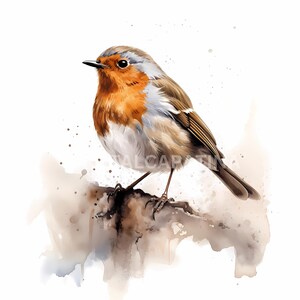 Robin Clipart 12 High Quality Jpgs, Digital Download, Card Making ...