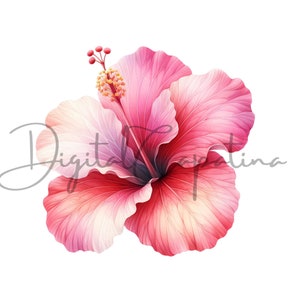 Watercolor Hibiscus Flowers Clipart 19 PNG Digital Download Watercolor ...