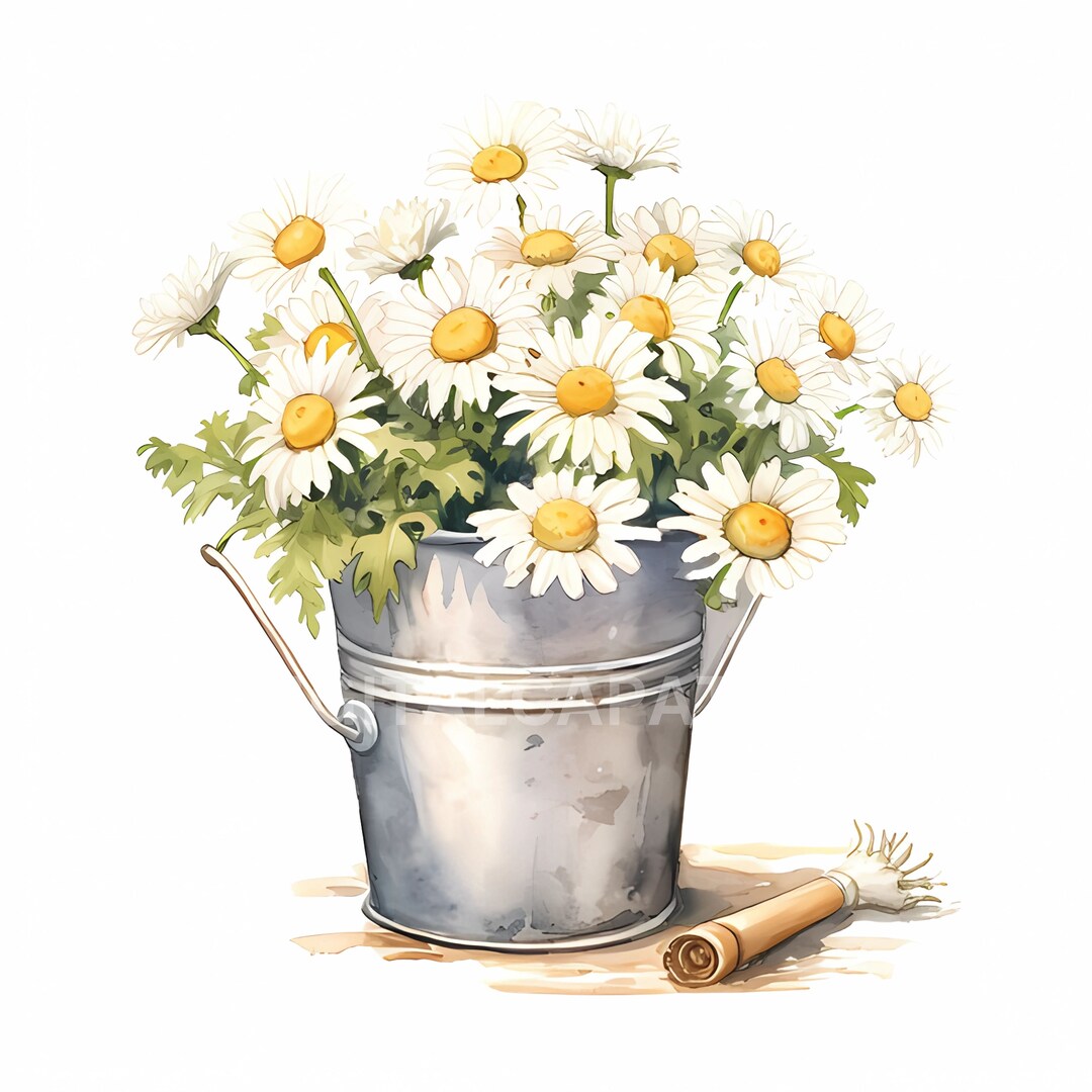 Daisy Clipart 17 High Quality Jpgs - Digital Downloads , Commercial Use ...