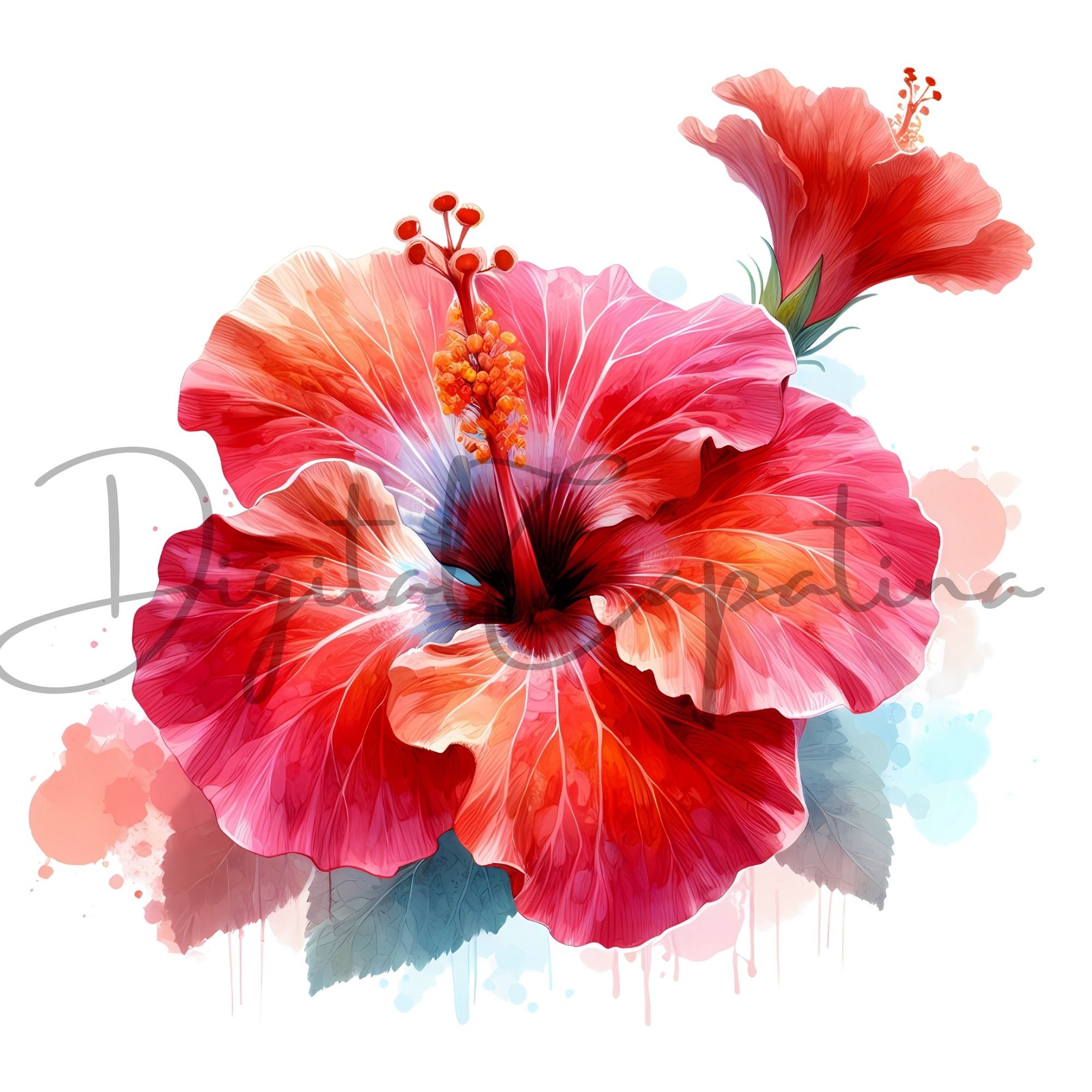Watercolor Hibiscus Flowers Clipart 19 PNG Digital Download Watercolor ...