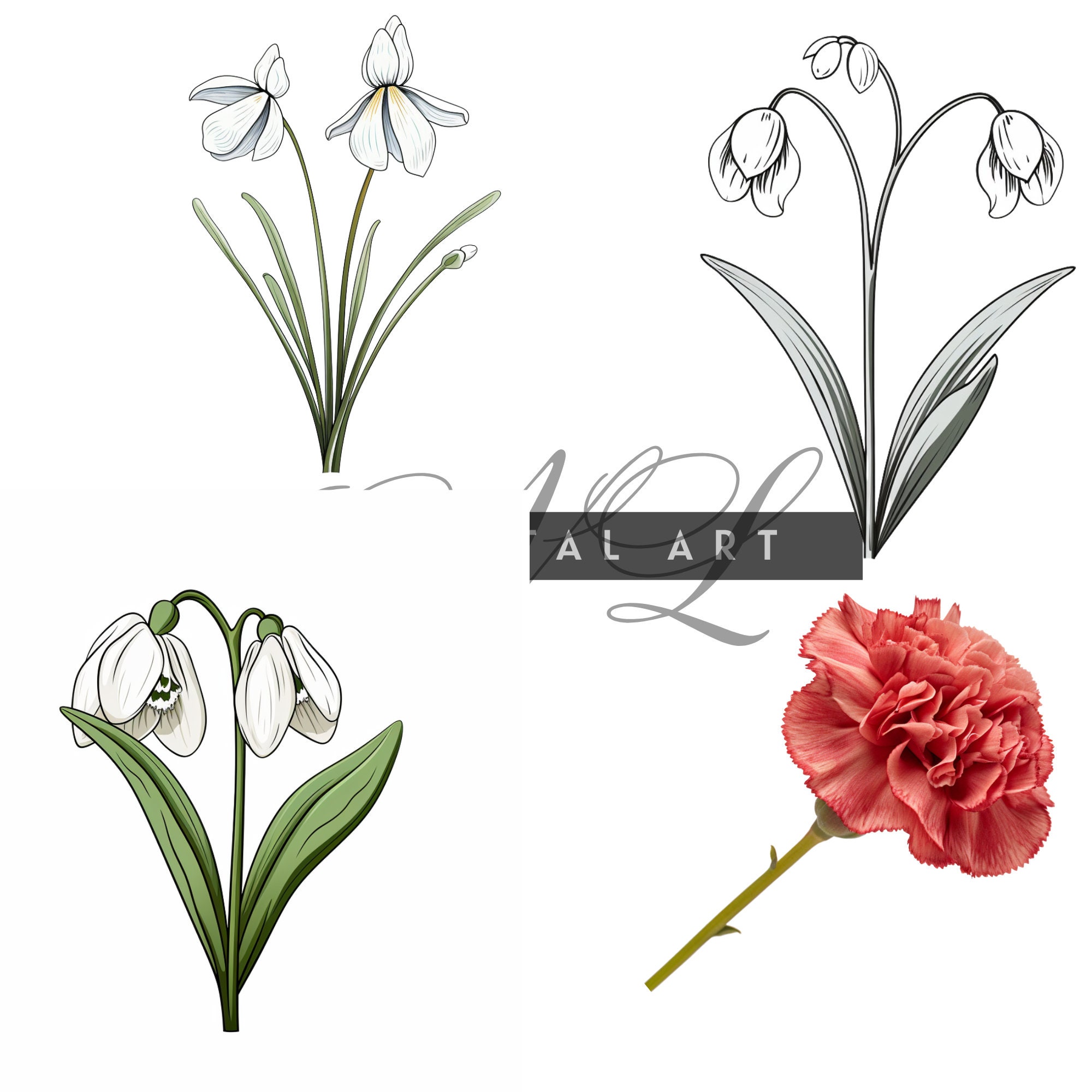 January Birth Month Flowers Clipart SVG/PNG Cricut Files - Etsy